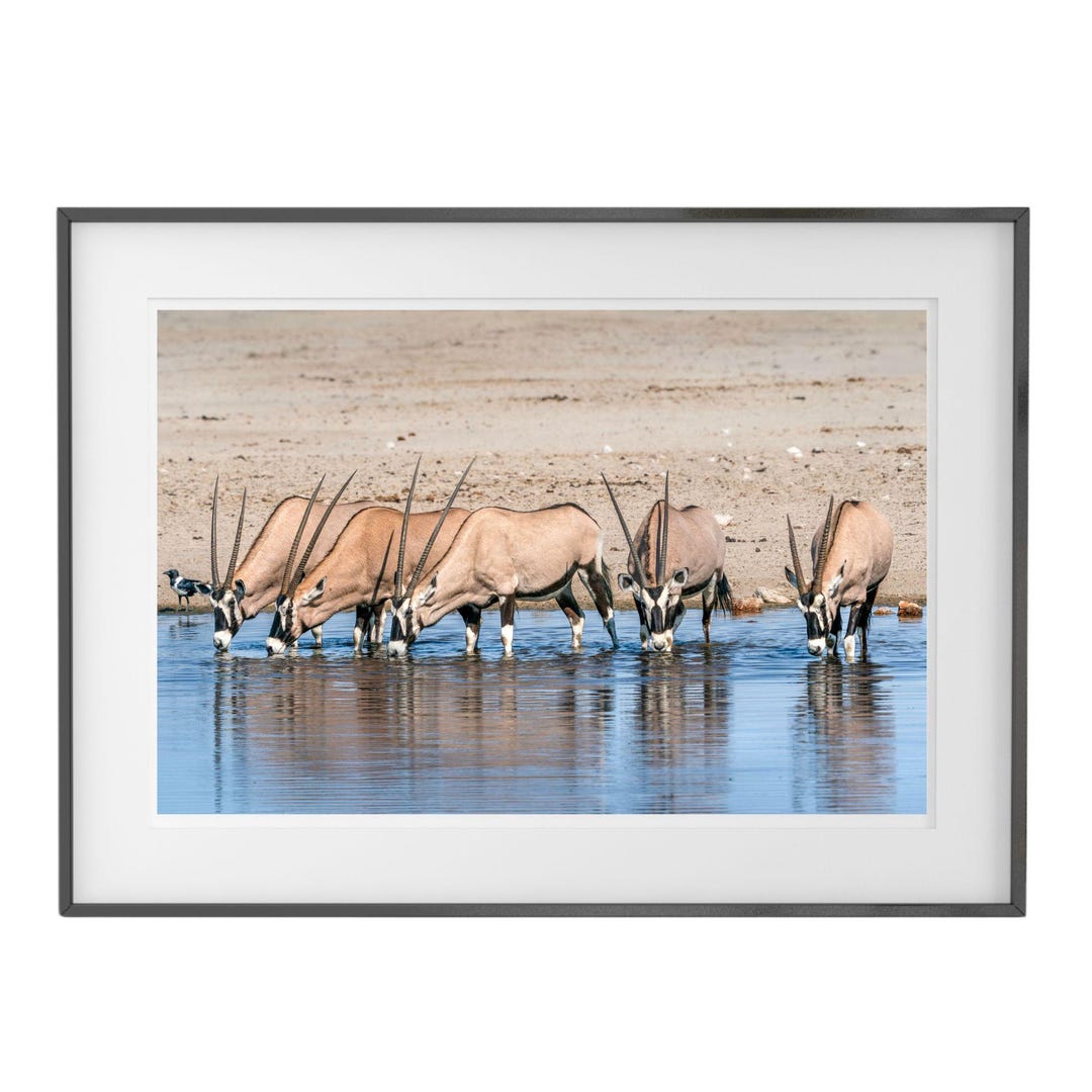 Etosha Oryx Photography Print: African Wildlife Safari Art (digital ...