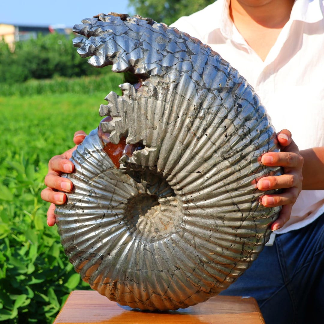 25KG Iron Ore Fossil Conch ,fossils Collection，ammonite Fossil Decor ...