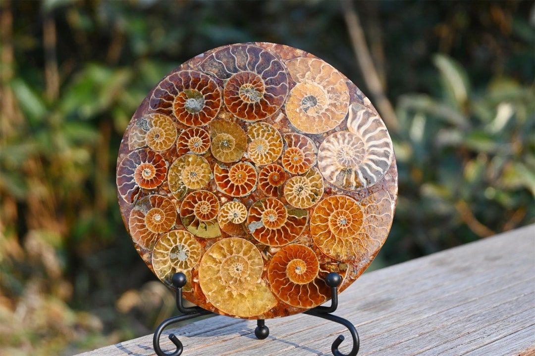 Natural Ammonite Fossil Shell Plate，specimen，fossils Collection ...