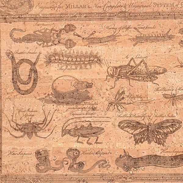 Victorian Entomology - Etsy
