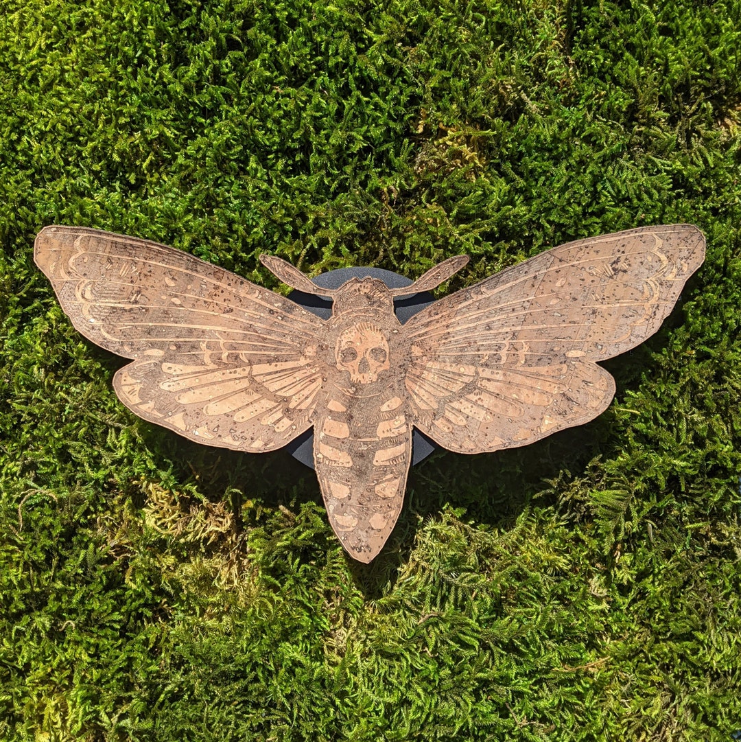 Deaths Head Moth Gothic Entomology • Gothic Insect Art • Dark ...