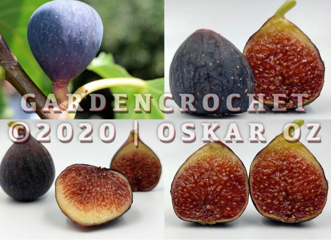 Petite Negri Fig Tree GARDENCROCHET - Etsy