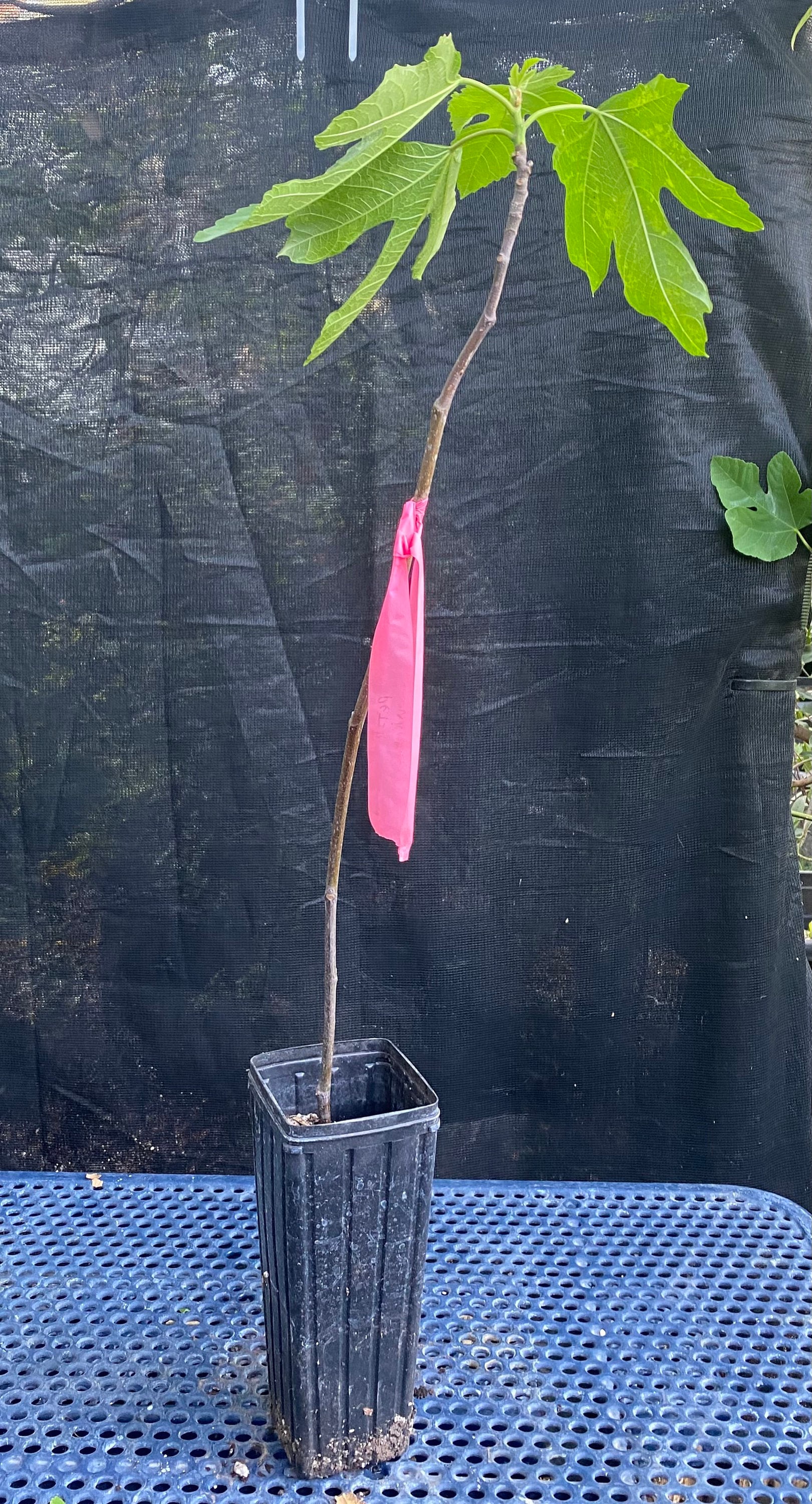 Petite Negri Fig Tree GARDENCROCHET - Etsy