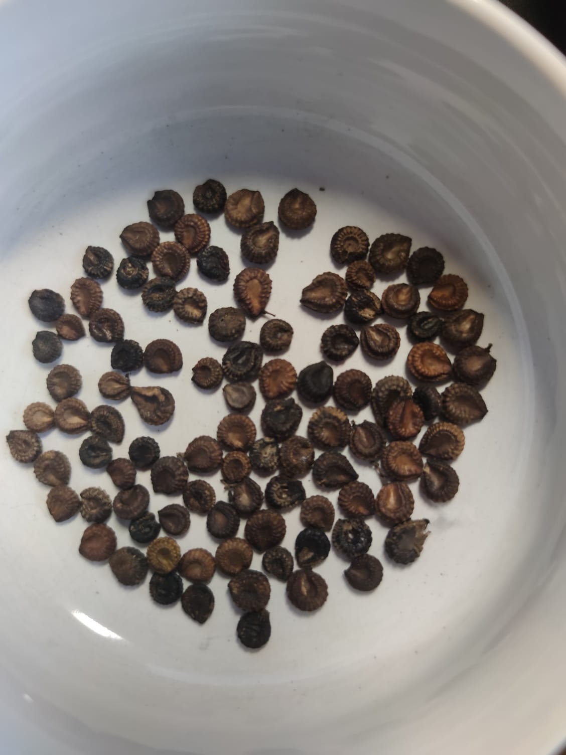 Rare Rare Stephania Erecta Seeds 5pcs. /seeds 5 Pieces Moon - Etsy UK