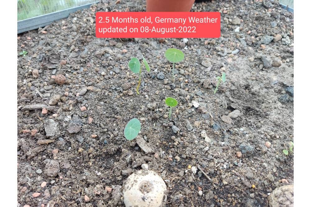 Rare Rare Stephania Erecta Seeds 5pcs. /seeds 5 Pieces Moon - Etsy UK