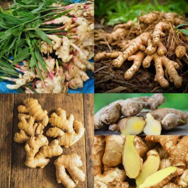 Guruko Furidamu Herb Where to Buy - Etsy Canada