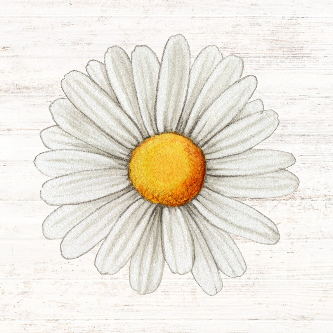 Daisy PNG Clipart: Commercial Use Image (digital Download) - Etsy