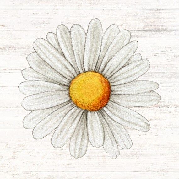 Daisy PNG Image Graphic File Daisy PNG File Daisy Clipart - Etsy