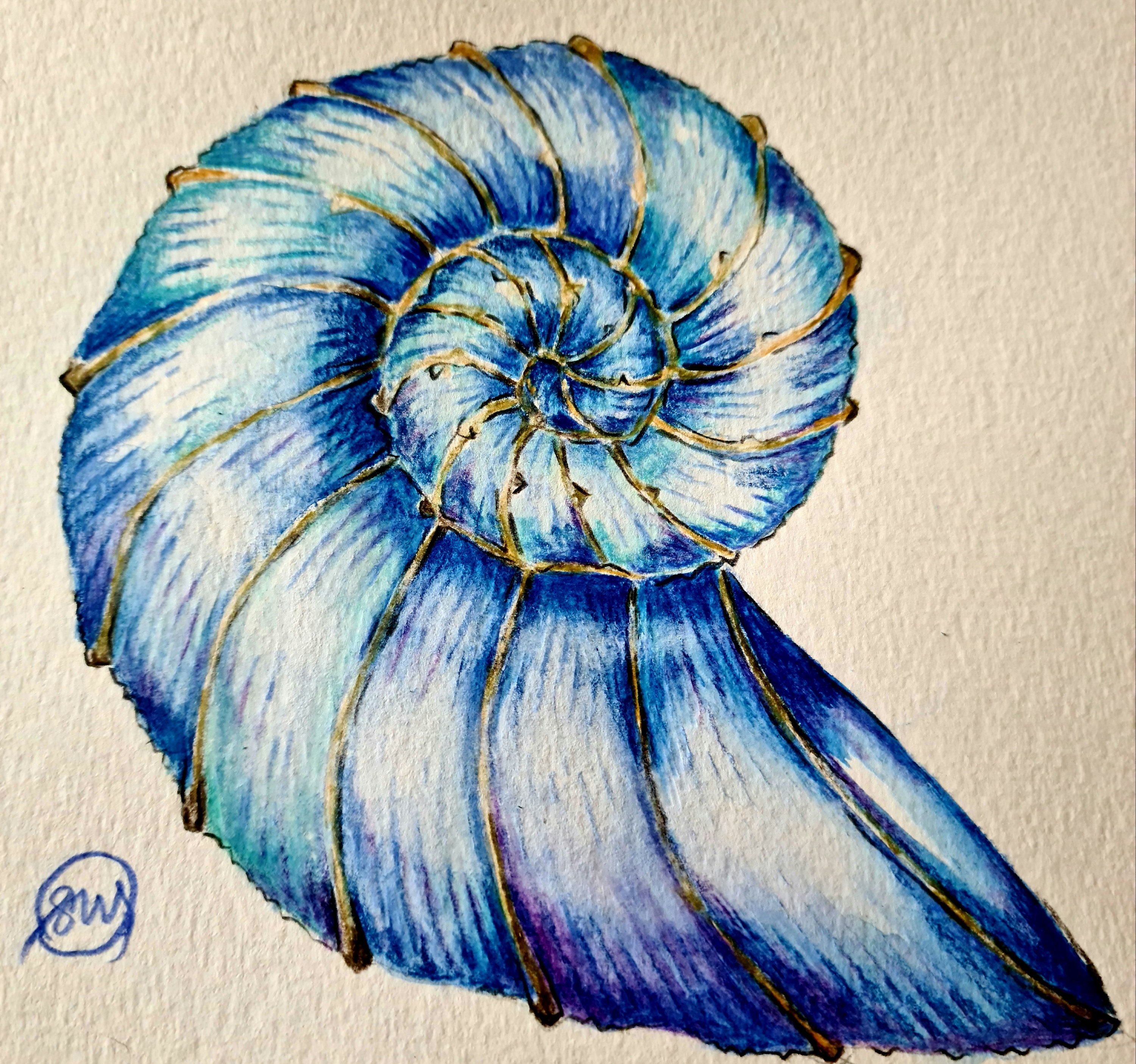 Nautilus Shell Drawing