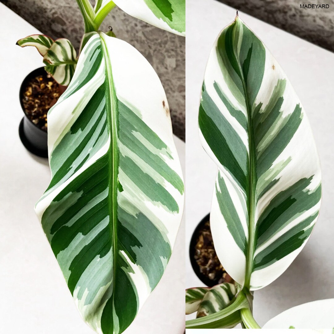 Variegated Hawaii Banana Musa Aeae Live Banana Plants - Etsy