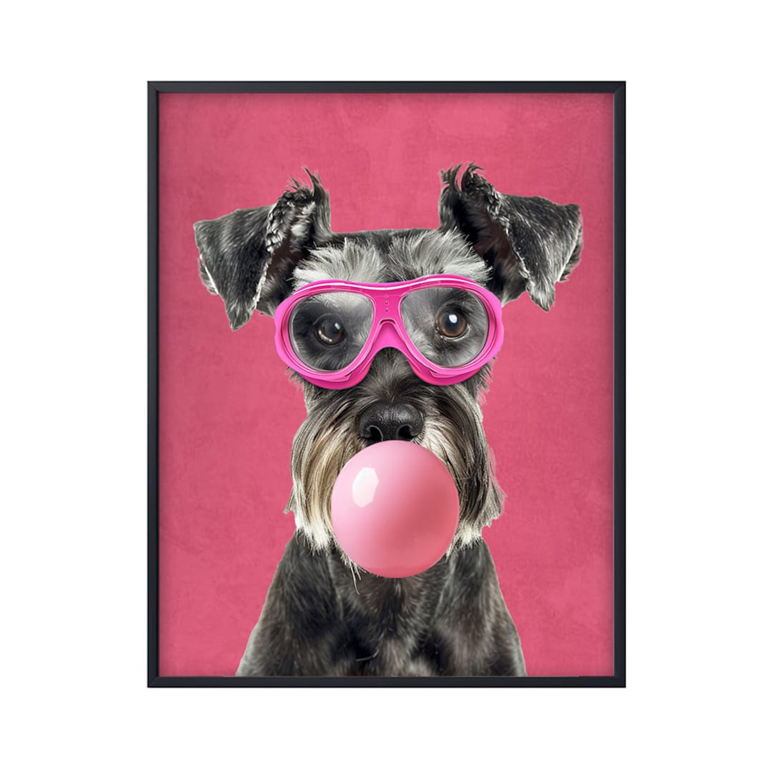 Miniature Schnauzer Portrait Blowing Bubble Gum, Wearing Goggles, Mini ...