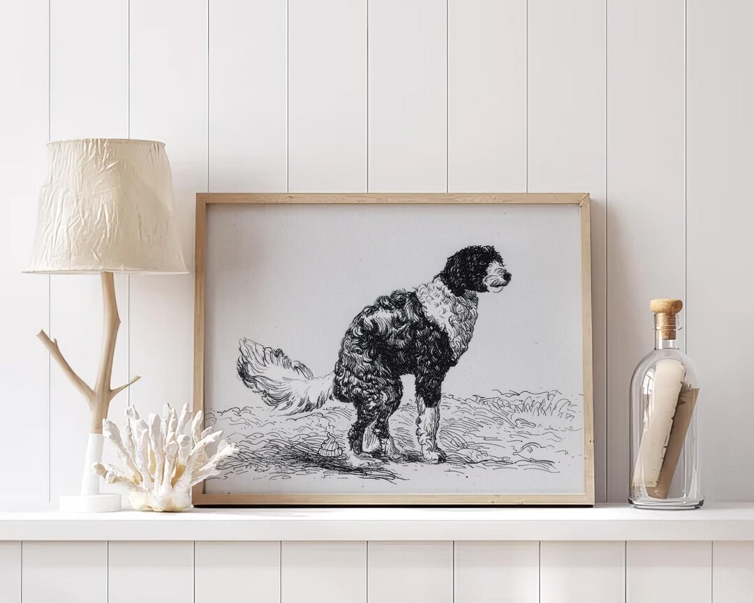 Portuguese Water Dog Pooping on the Grass Poster, Portuguese Water Dog ...
