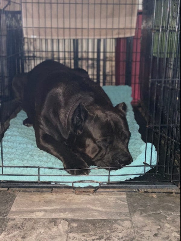 Dog Crate/kennel Liner (large +) - Etsy