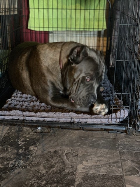 Dog Crate/kennel Liner (large +) - Etsy