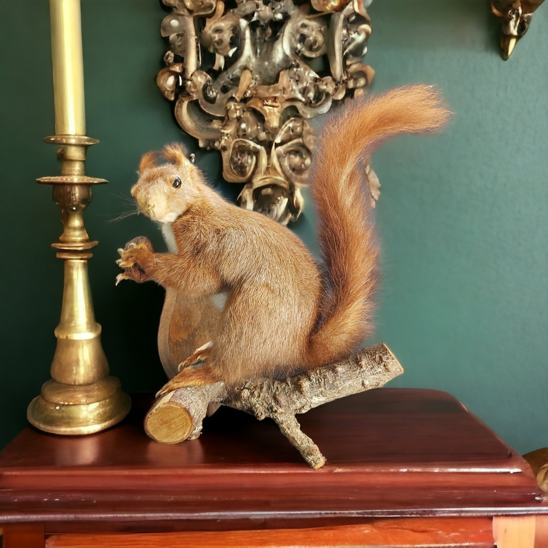 Vintage French Shoulder Mount Taxidermy European Red Squirrel - Stuffed ...