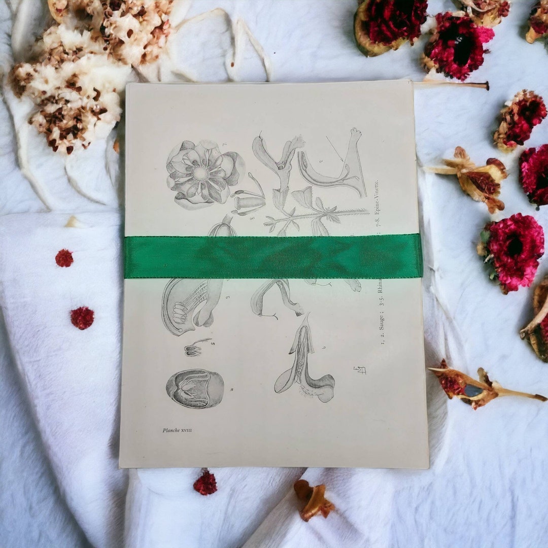 Vintage French Botanical Book Page Bundle From 1949 - Ephemera, Junk ...