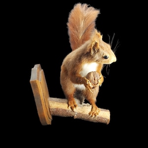 Vintage French Shoulder Mount Taxidermy European Red Squirrel Stuffed ...
