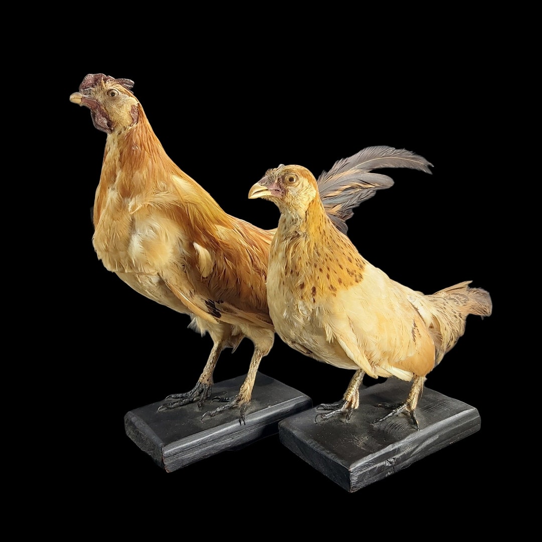 Vintage French Taxidermy Cockerel and Hen - Pair of Taxidermy Chicken ...