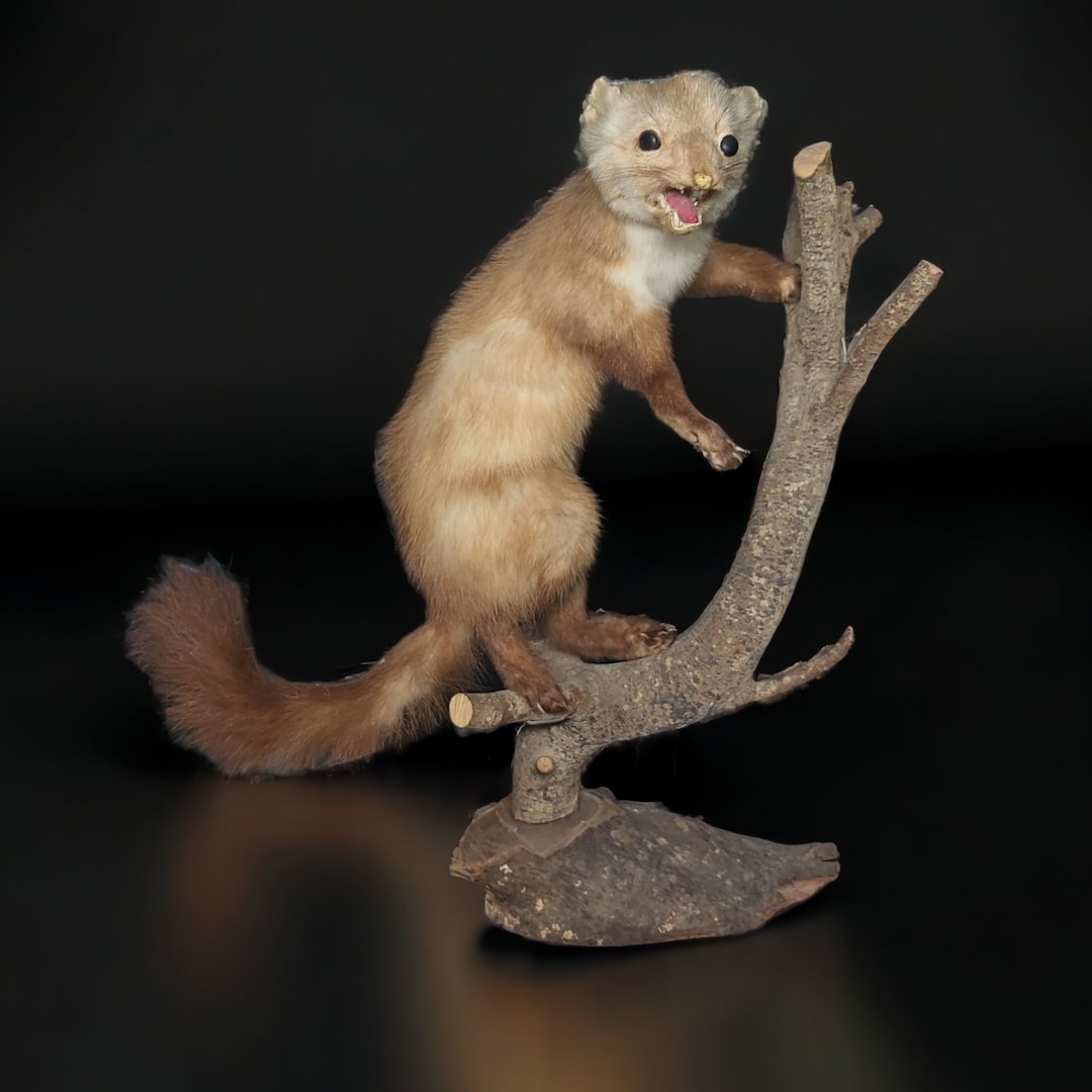 Vintage French Taxidermy Weasel Creepy Taxidermy Bad Taxidermy ...