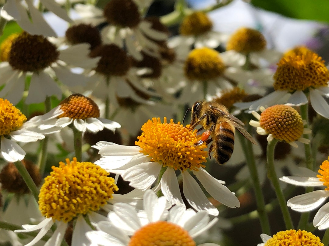 Giant Daisy Tree Cuttings - Etsy