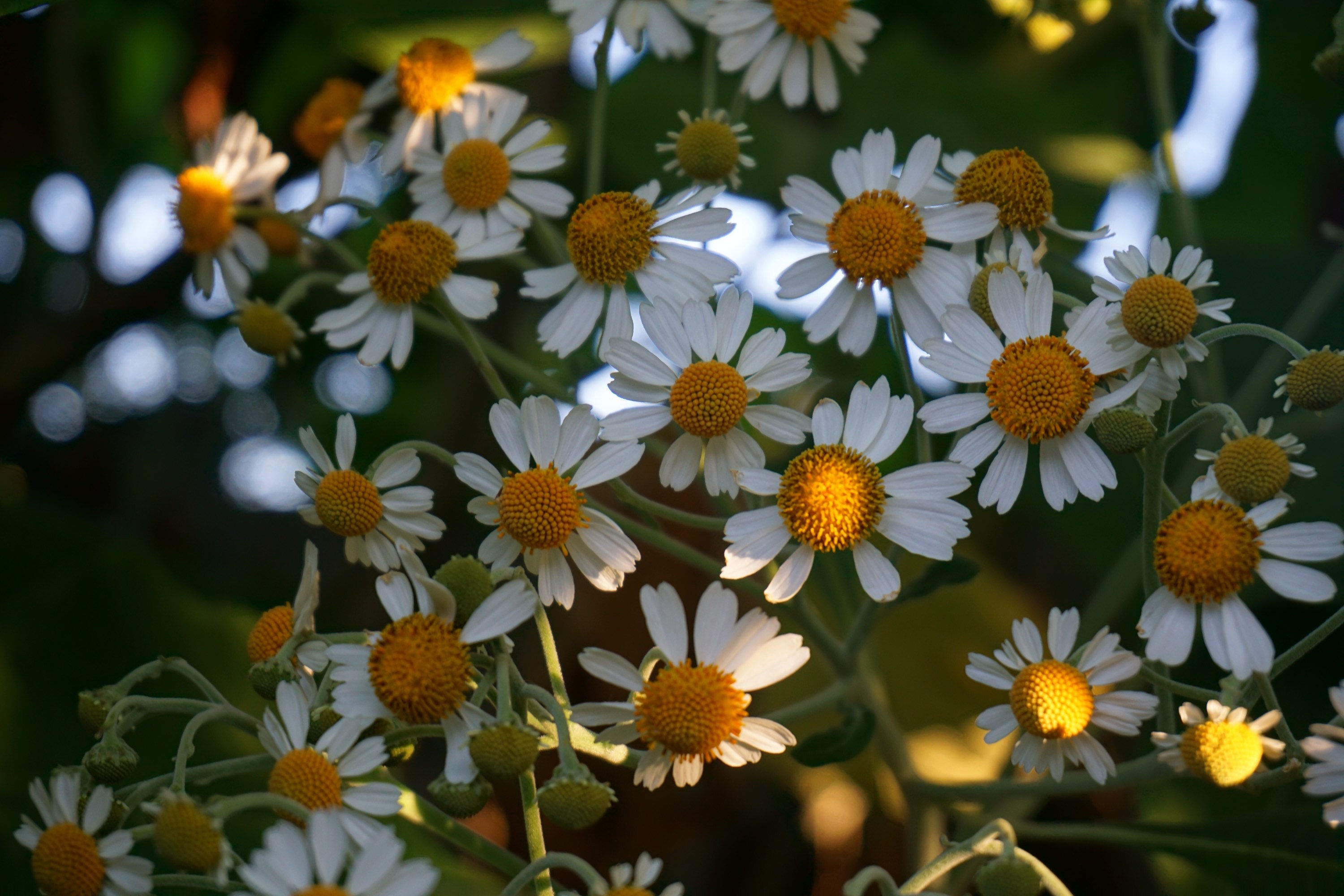 Giant Daisy Tree Cuttings - Etsy