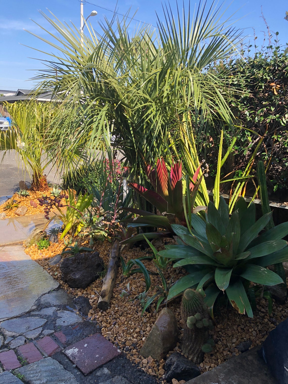 Alcantarea Imperialis julieta Giant Bromeliad - Etsy