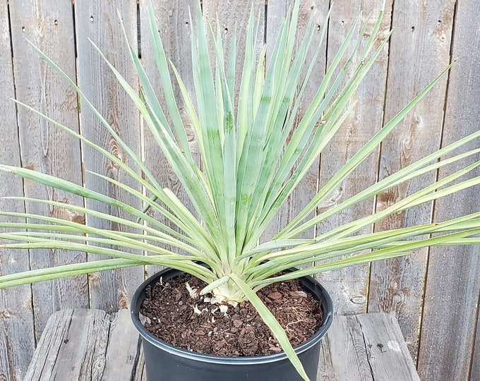 Yucca Rigida 'blue Sentry' Blue Yucca - Etsy