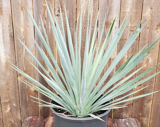 Yucca Rigida 'blue Sentry' Blue Yucca - Etsy