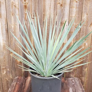 Yucca Rigida 'blue Sentry' Blue Yucca - Etsy