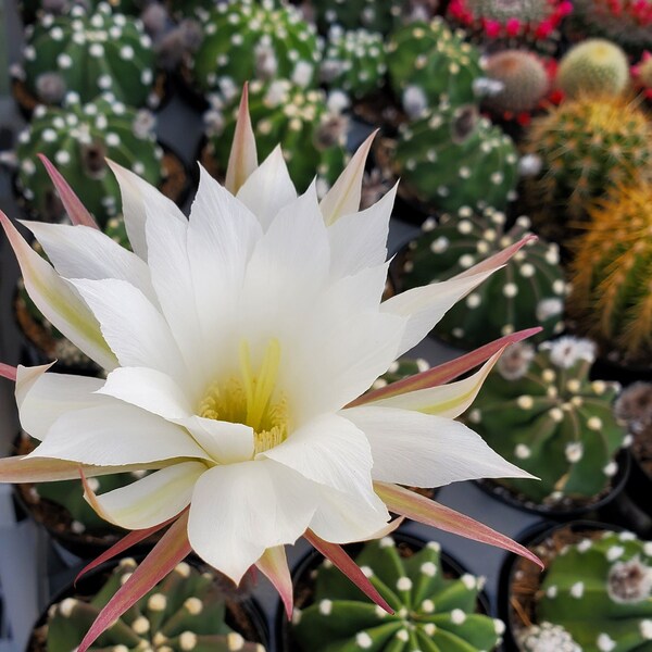 Domino Cactus - Etsy