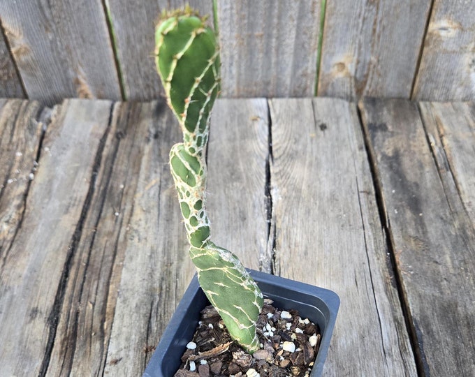 Opuntia Reticulata Cobra Cactus - Etsy