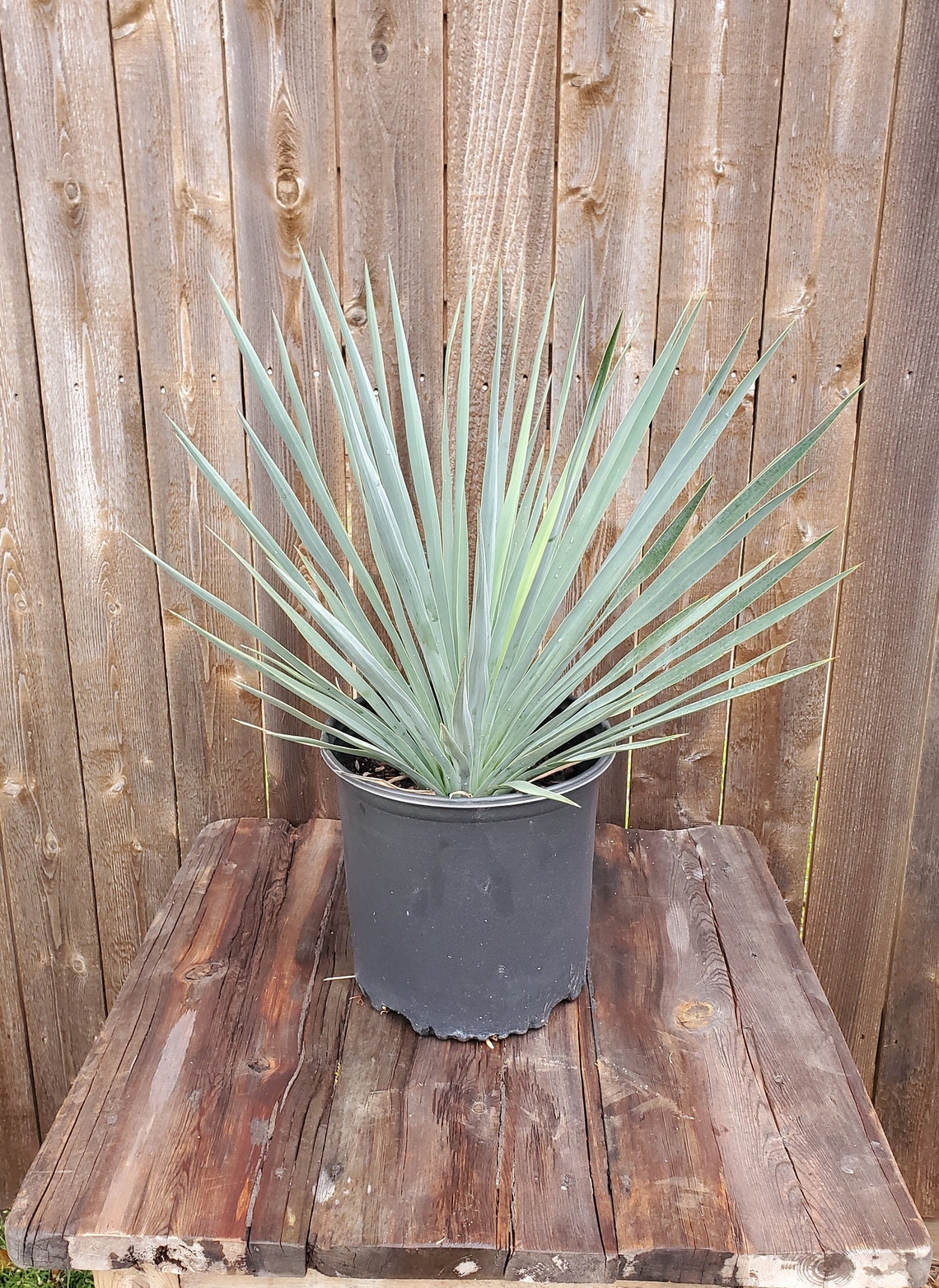 Yucca Rigida 'blue Sentry' Blue Yucca - Etsy