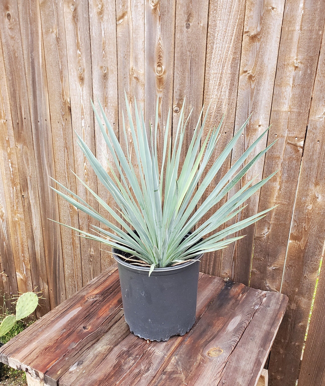 Yucca Rigida 'blue Sentry' Blue Yucca - Etsy