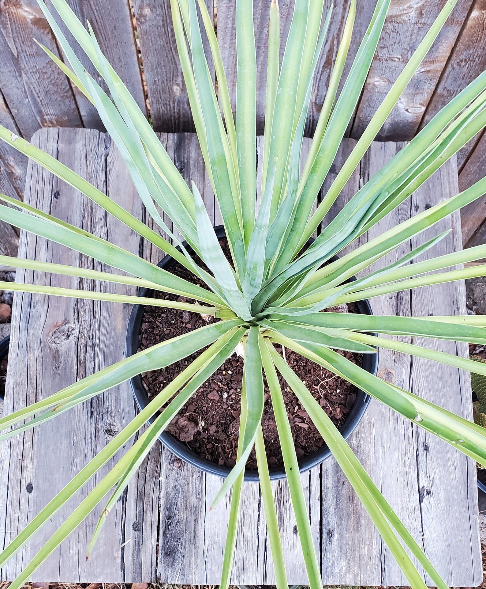 Yucca Rigida 'blue Sentry' Blue Yucca - Etsy