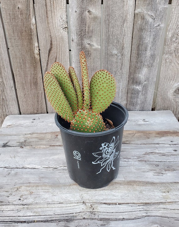 Santa Rita, Cow's Tongue, Rufida and Spineless Opuntia Prickly Pear ...