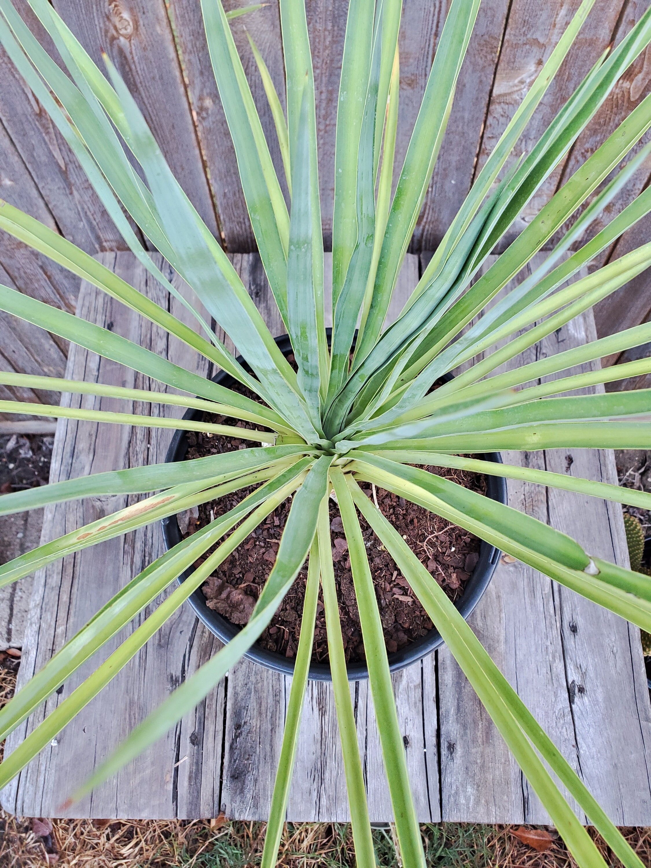 Yucca Rigida 'blue Sentry' Blue Yucca - Etsy