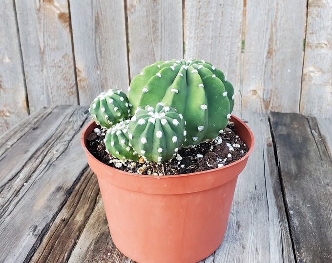 Domino Cactus Echinopsis Subdenudata - Etsy
