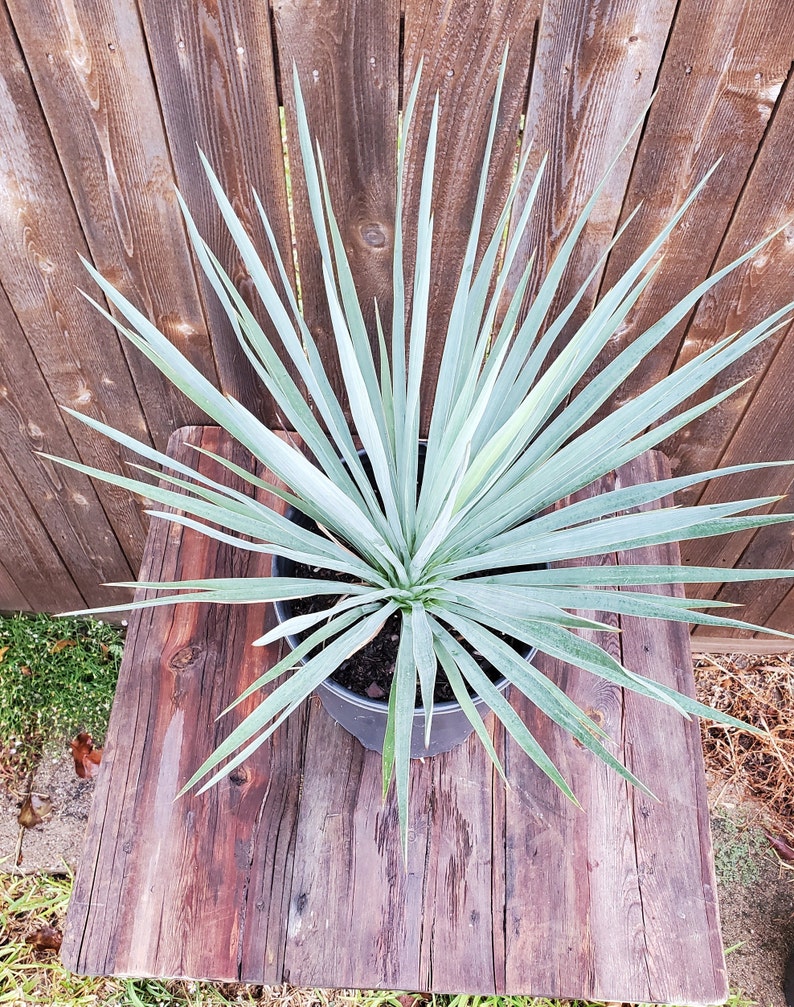 Yucca Rigida 'blue Sentry' Blue Yucca - Etsy