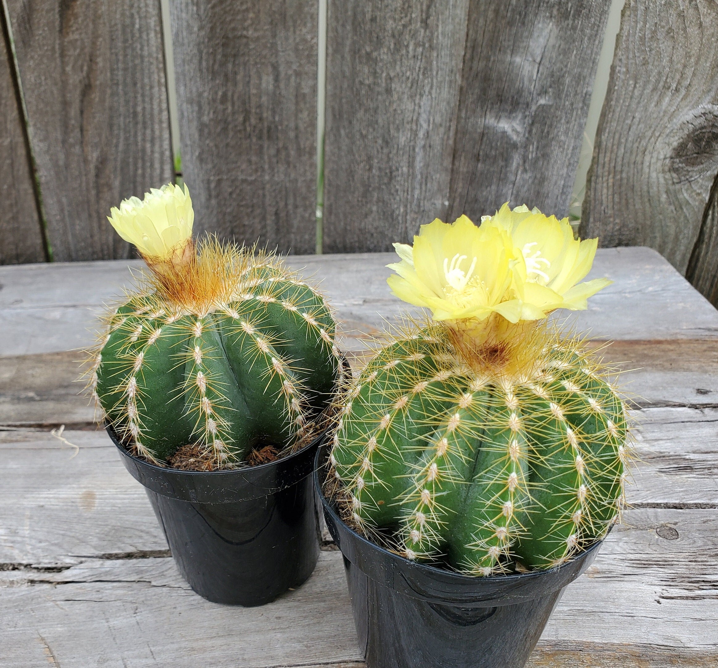 Notocactus Magnificus Balloon Cactus