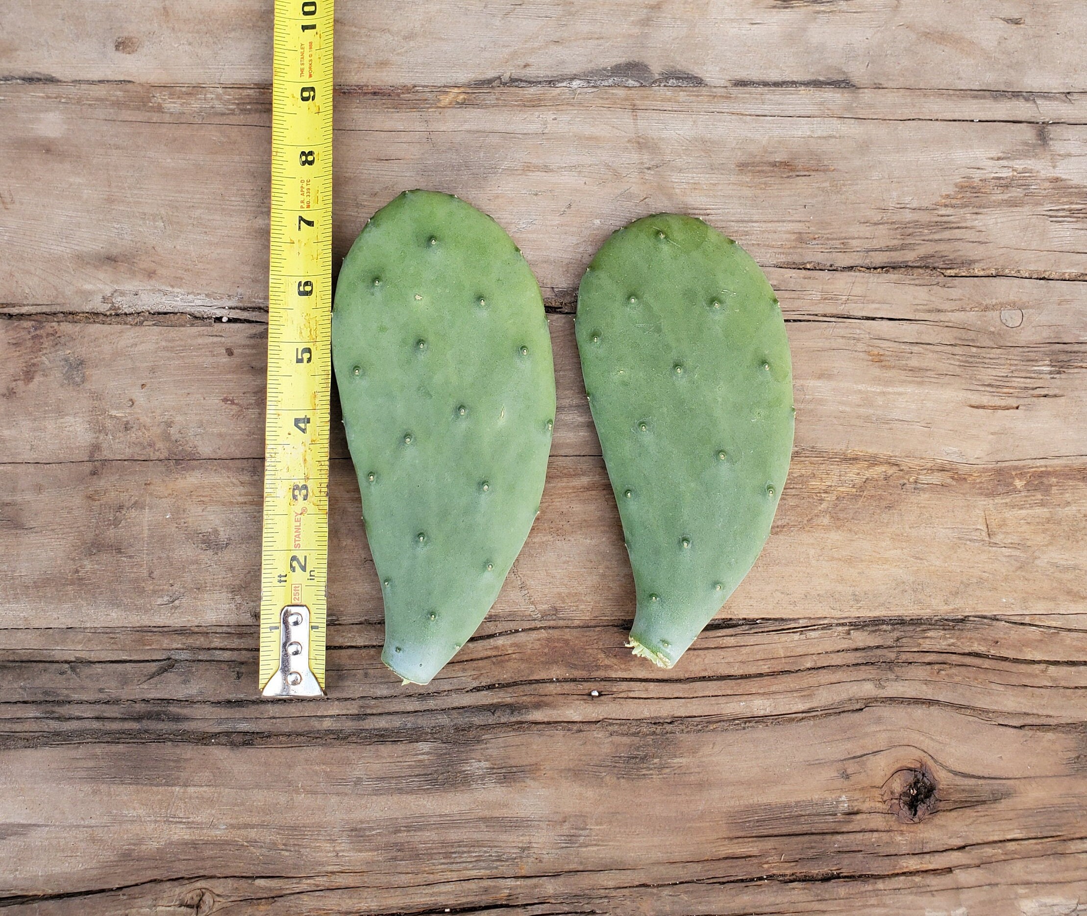 Santa Rita, Cow's Tongue, Rufida and Spineless Opuntia Prickly Pear ...