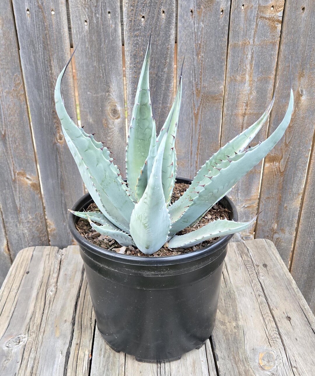 Agave Azul Monterrey - Ovatifolia Hybrid - Etsy