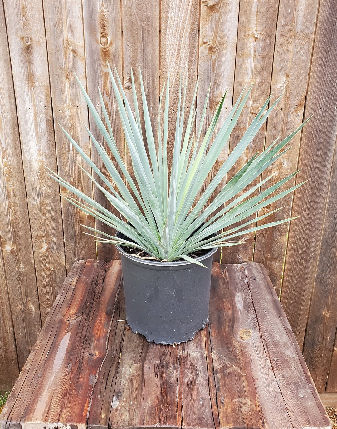 Yucca Rigida 'blue Sentry' Blue Yucca - Etsy