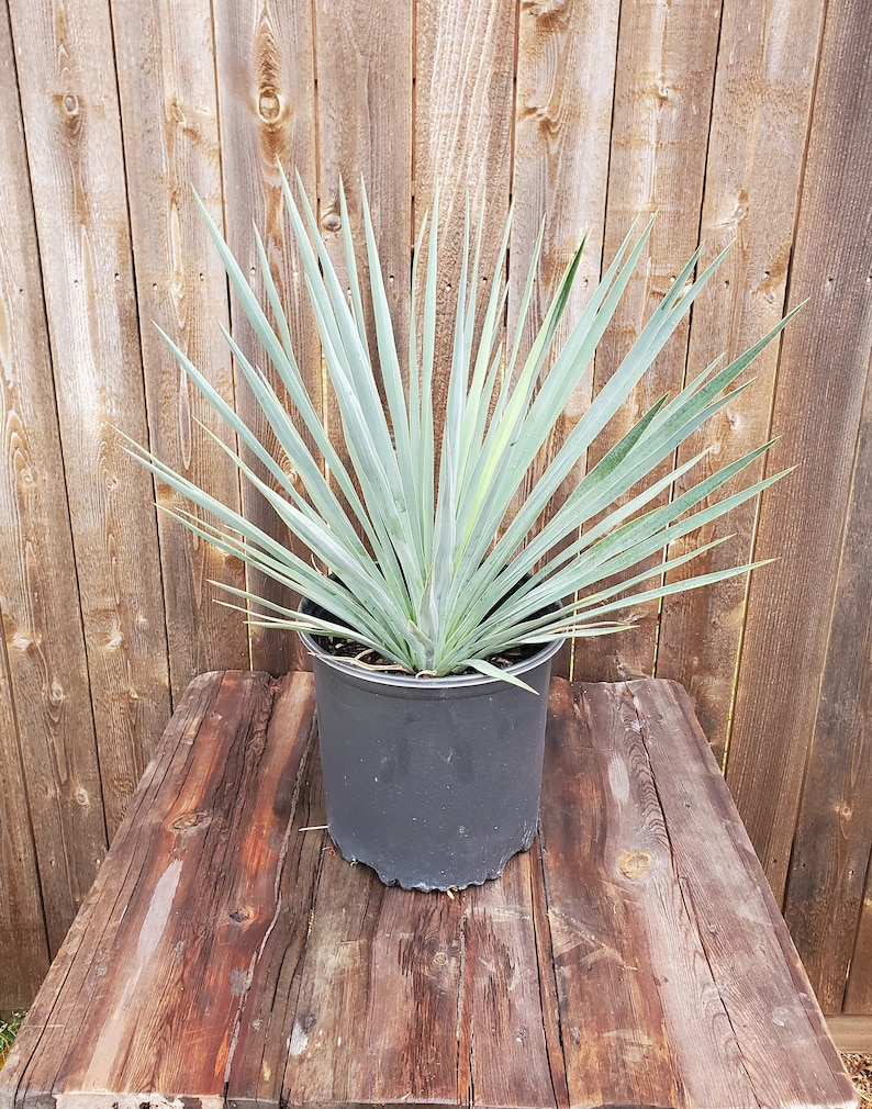 Yucca Rigida 'blue Sentry' Blue Yucca - Etsy