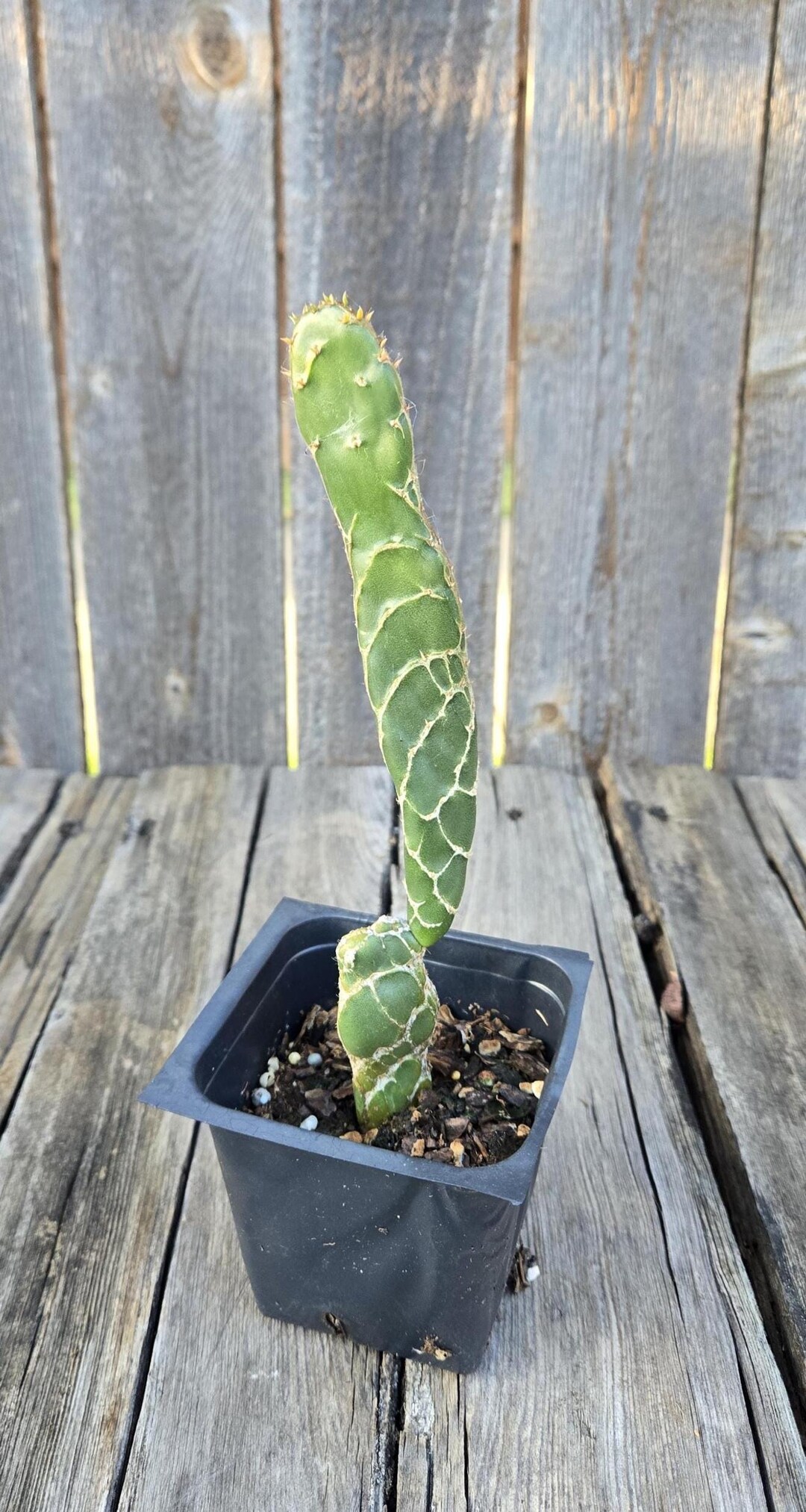 Opuntia Reticulata Cobra Cactus - Etsy