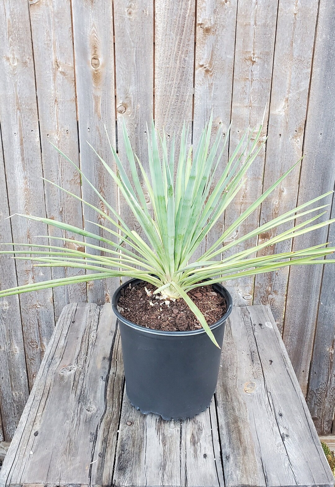 Yucca Rigida 'blue Sentry' Blue Yucca - Etsy