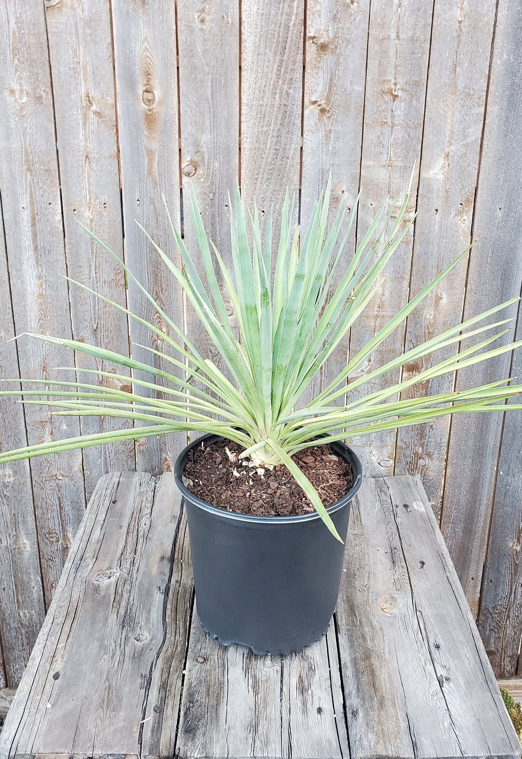 Yucca Rigida 'blue Sentry' Blue Yucca - Etsy