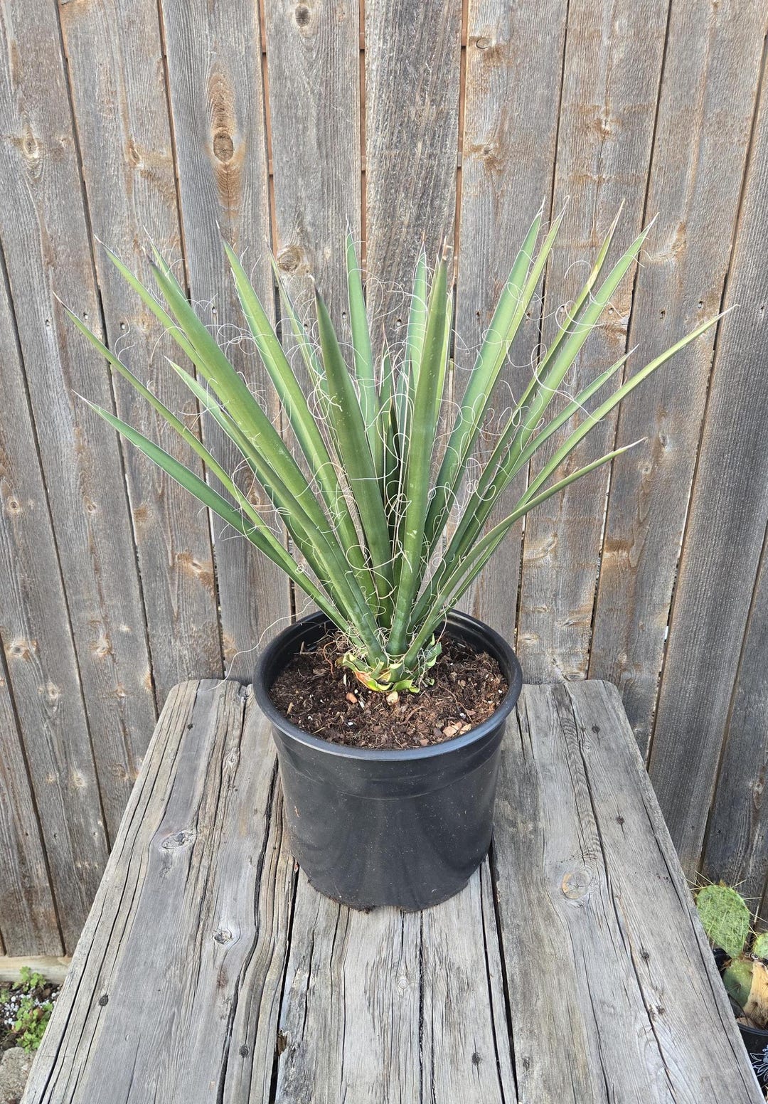 Yucca Filifera - Mexican Tree Yucca - Etsy