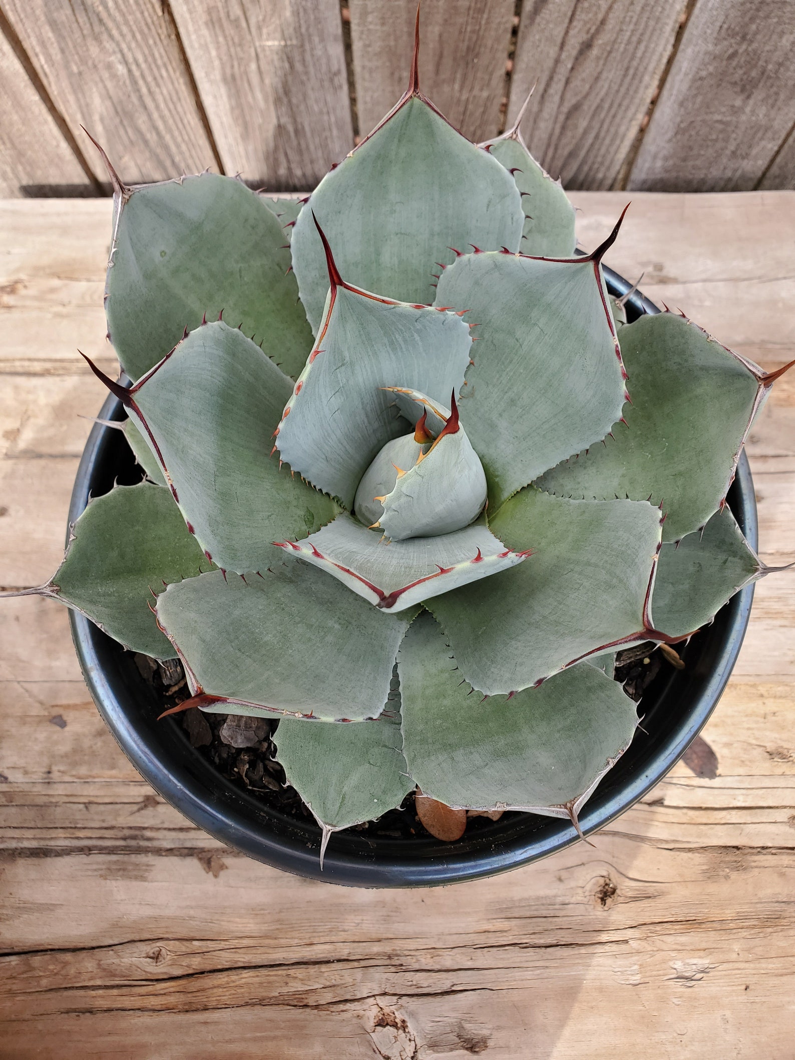 Agave Parryi var. Truncata Artichoke Agave | Etsy