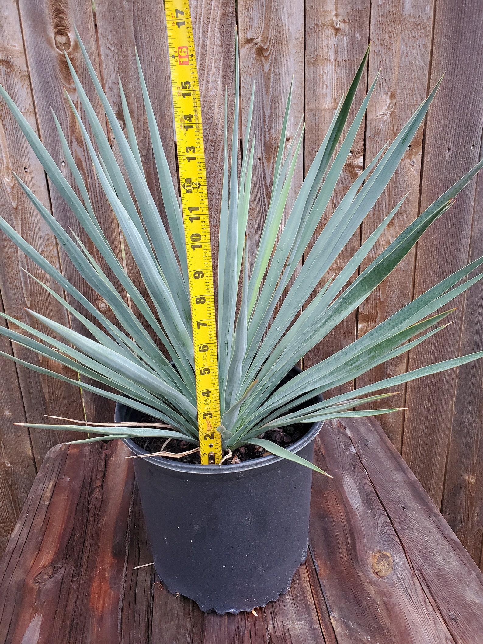 Yucca Rigida 'blue Sentry' Blue Yucca - Etsy
