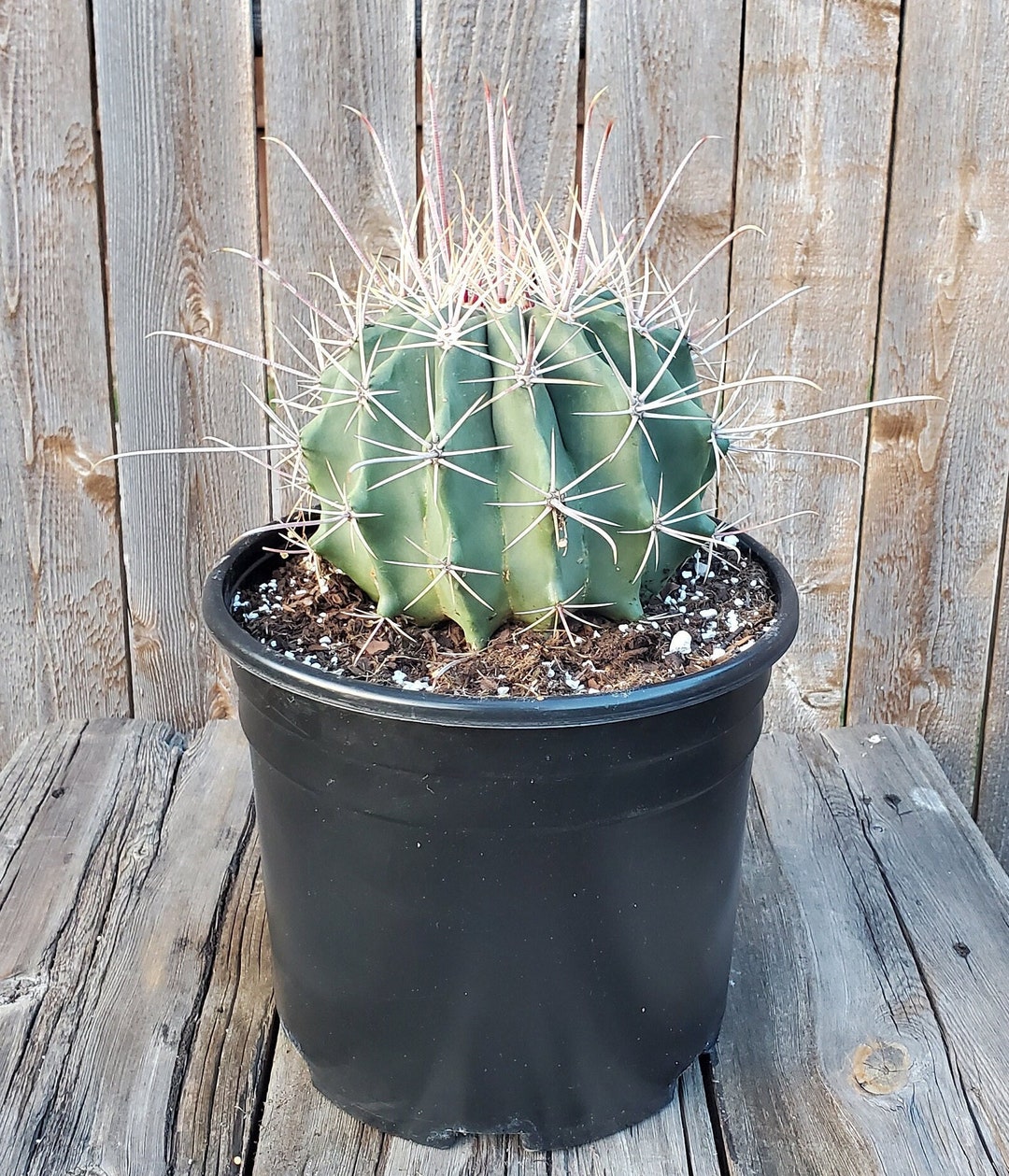 Ferocactus Wislizeni - Fishhook Barrel Cactus - Etsy